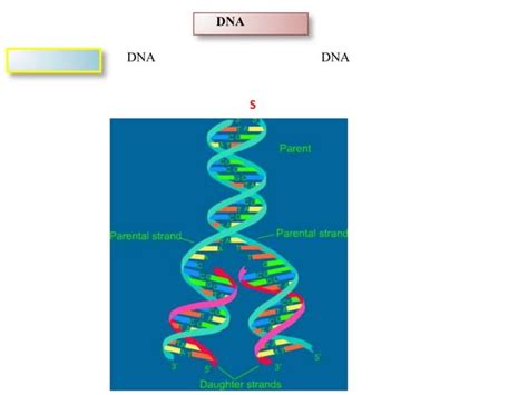 Dna Replication Semiconservative Ppt