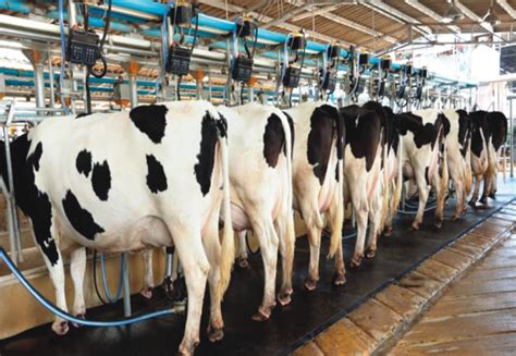 Nigeria Spends 1 7bn Annually On Milk Importation —macban Tribune Online