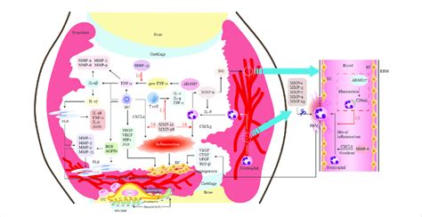 Multiple Functions Of Mmps In The Ra Articular Cavity Extracellular