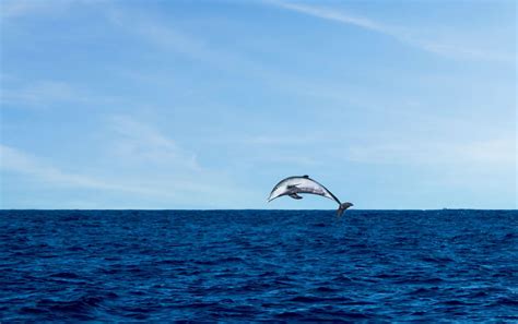 Candolim Beach Dolphin Tour North Goa Flat 31 Off