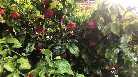 Carolina Reaper Growth Stages At Jared White Blog