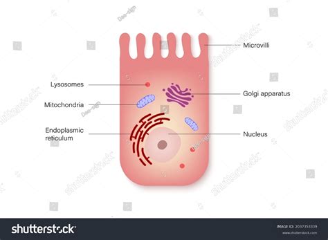 Intestinal Epithelial Cell Infographics Enterocyte Medical Stock Vector
