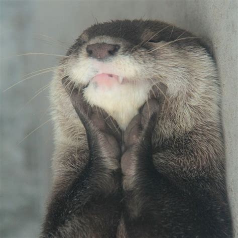 🔥 68 Cute Otter Wallpapers Wallpapersafari