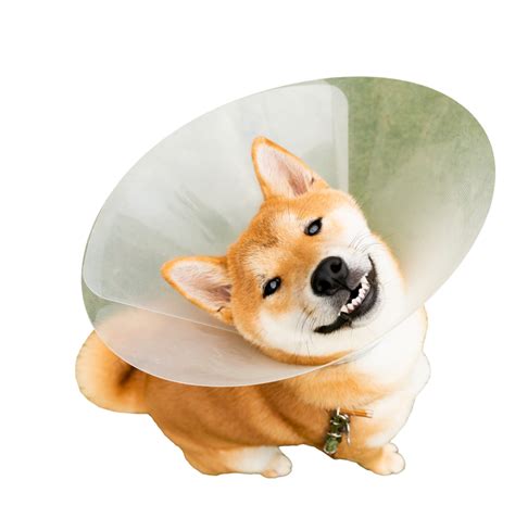 Laparoscopic Spay In Brisbane Red Hill Vet