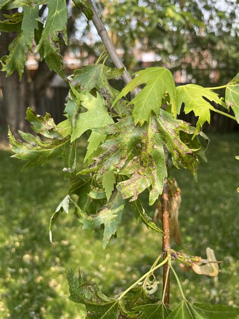 Is My Tree Dying R Arborists
