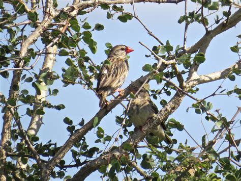 Harm Rice Pest Birds Dataset Object Detection Dataset By Bird Repeller
