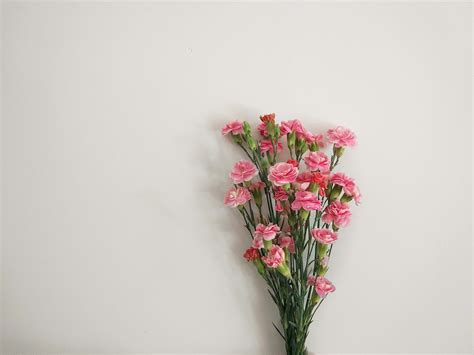 香石竹摄影产品摄影啊啊啊阿宝原创作品 站酷zcool