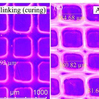 The Change Curve Of Extruded Filament Widths With Printing Speed And Download Scientific