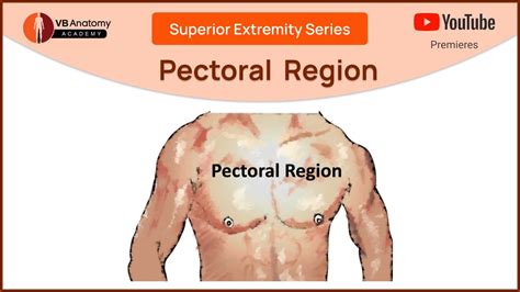Understanding The Pectoral Region Vb Anatomy