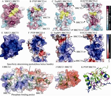 The Structural Conservation And Electrostatic Surfaces Of Brct Domains