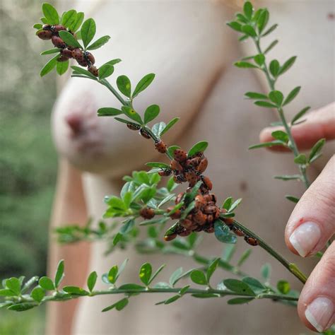 Ladybugs Porn Pic Eporner