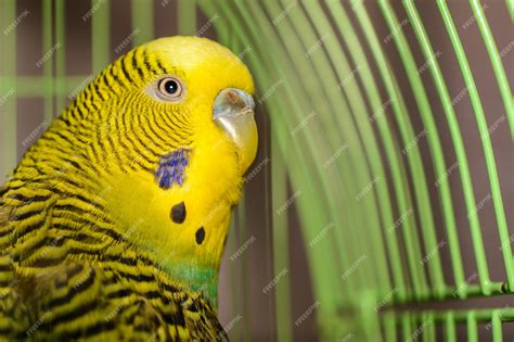 Green And Yellow Parrot In A Cage