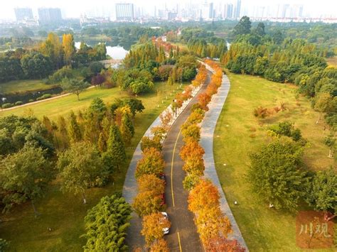 枫叶正红 眉山东坡城市湿地公园风景如画 四川在线