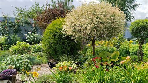 Растения Гиганты в Моём Саду Garden сад растения Youtube