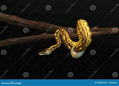 The Royal Python Python Regius Also Called The Ball Python Lying Twisted On A Dry Branch With A