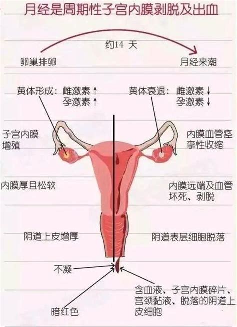 维茨之秘：生理期减肥干吃不胖？真的假的！ 知乎