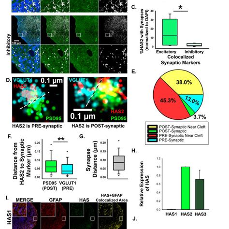 Hyaluronan Synthase Has2 Localizes To Excitatory Synapses A