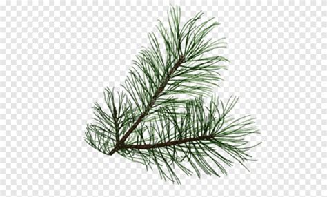 فرع الصنوبر دائمة الخضرة ، الصنوبر ورقة فرع Png