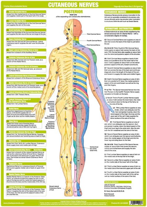 Anatomy Posters Human Body Nervous System Charts Etsy Nervous
