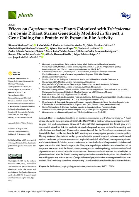 Pdf Effects On Capsicum Annuum Plants Colonized With Trichoderma Atroviride P Karst Strains