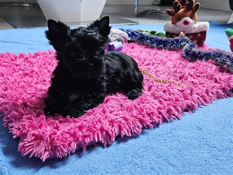 Black Yorkshire Terrier piesek z rodowodem Gałdowo OLX pl