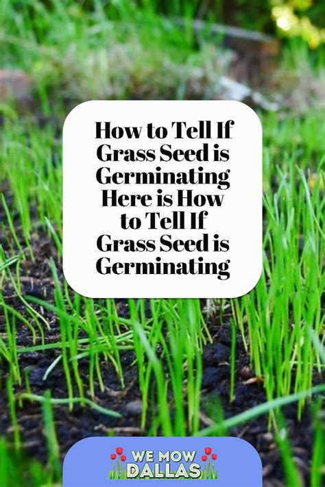 Here Is How To Tell If Grass Seed Is Germinating In 2022 Grass Seed