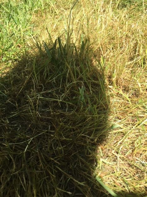 Matted Down Peeling Grass Grubs Disease Help Lawn Care Forum