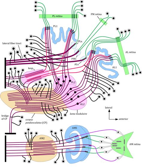 Hypothetical Wiring Diagram Depicting The Connectivity Of Primary Download Scientific Diagram