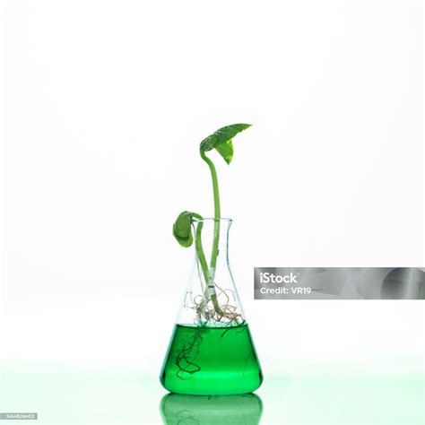 Germinated Seeds Of Bean Plants In Erlenmeyer Flask Filled By Green