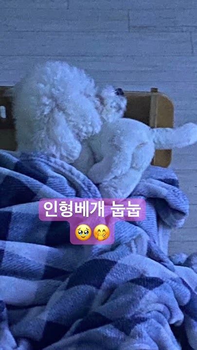 차카우리차카 강아지 Youtube