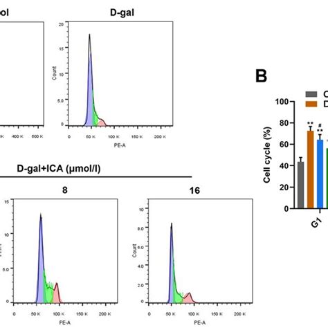 Treatment With D Gal Promotes Senescence Of Imr 90 Cells D Gal Was