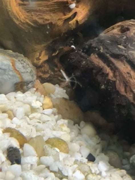 Is This Some Type Of Algae Or Parasite This Is A Fishless Tank