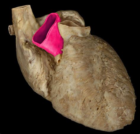 Cvp Anatomy Practical Flashcards Quizlet