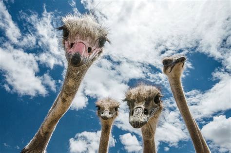 野生動物の楽園、雄大すぎるアフリカの風景写真10枚