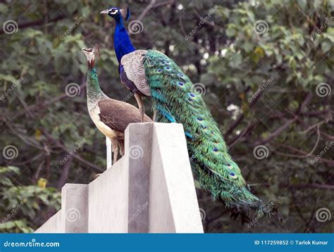 Peacock And Peahen Royalty Free Stock Image 117259852