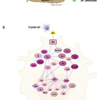 Pseudotemporal Ordering Of Cells Using Monocle3 Delineates Blood Cell