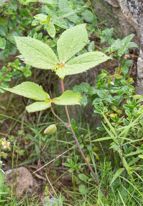Himalayan Mayapple Podophyllum Hexandrum Morten Ross