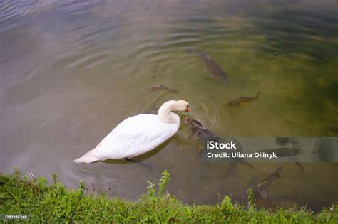한 흰 백조가 연못의 물 위에 떠 있습니다 거울 잉어의 큰 물고기의 실루엣은 물에서 볼 수 있습니다 0명에 대한 스톡 사진 및 기타 이미지 Istock