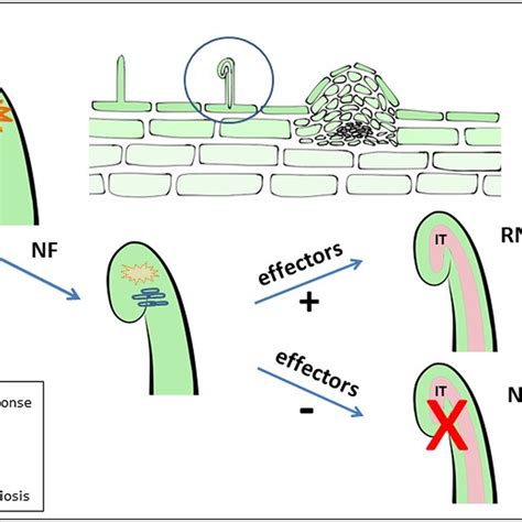Pdf Does Plant Immunity Have A Central Role In The Legume Rhizobium