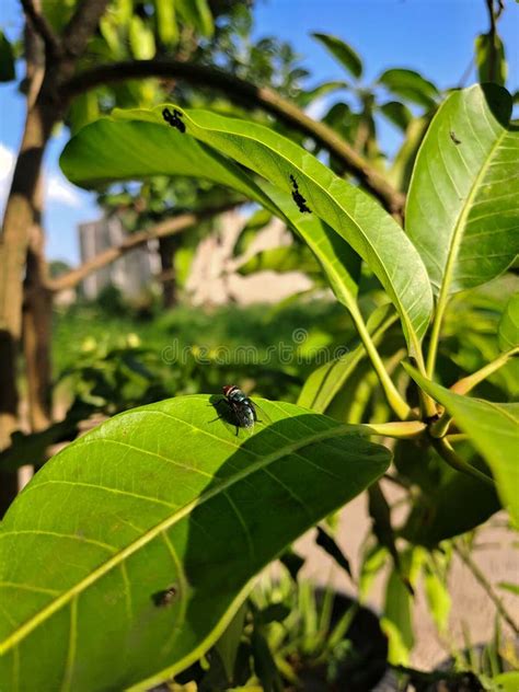 Flies That Land On Mango Leaves In The Evening In Front Of The House