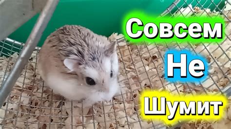 БЕСШУМНОЕ КОЛЕСО ДЛЯ ХОМЯКА🐹 КАК СДЕЛАТЬ КОЛЕСО ХОМЯКА БЕСШУМНЫМ?🐹# ...