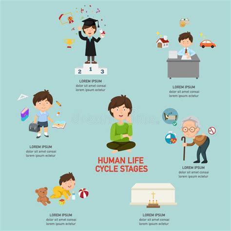 Human Life Cycle Stages Infographic Stock Vector Illustration Of