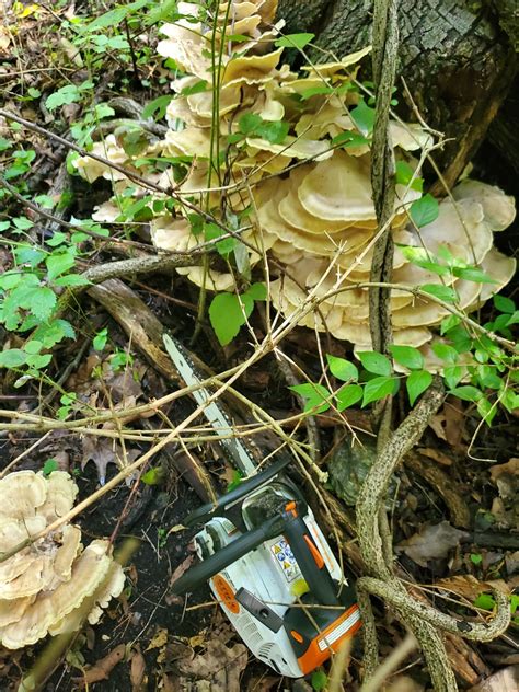 Black Staining Polypore R Mycology
