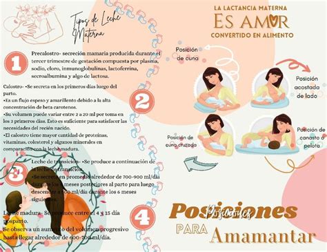 Folleto Lm Cambios Fisiologicos En El Embarazo Lactancia Materna