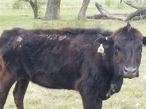 Wormy Cow Mid Season Cattle Worm And Fly Control Wynnstay