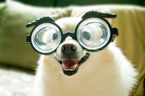 250 Nerdy Dog Names For Your Geeky Canine