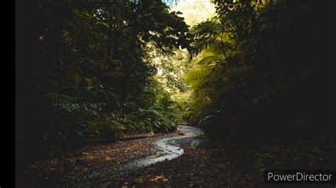 🔴sound Of The Jungle🌳 🏞 Sonido De La Jungla🔴 PÁjaritos Y Lluvia🌳🌳 Youtube