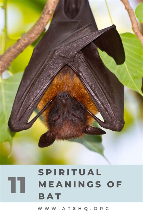 Bat Symbolism 11 Spiritual Meanings Of Bat