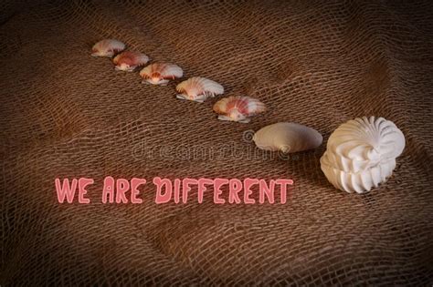 White Airy Zephyr And The Sea Shell On The Rough Cloth Stock Image