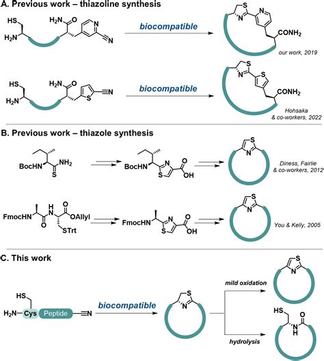 Biocompatible Synthesis Of Macrocyclic Thiazol In E Peptides He 2024 Chemistry A